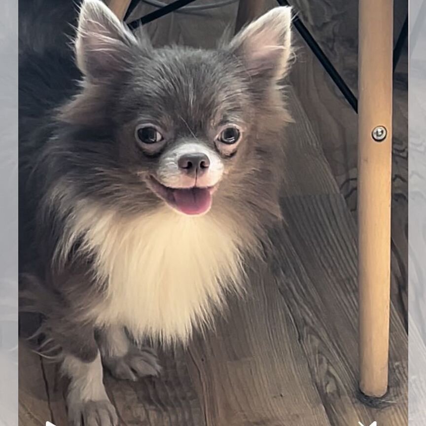 Чихуахуа, взрослый пёс