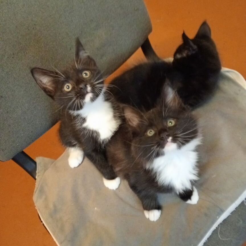 Отдам котят в добрые руки