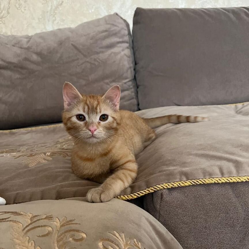 Рыжий котёнок мальчик