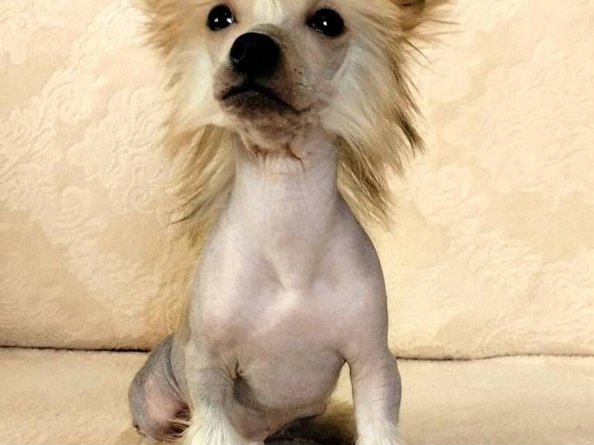 Китайские хохлатые собачки