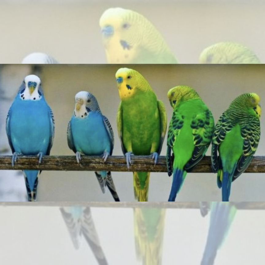 Волнистый попугай