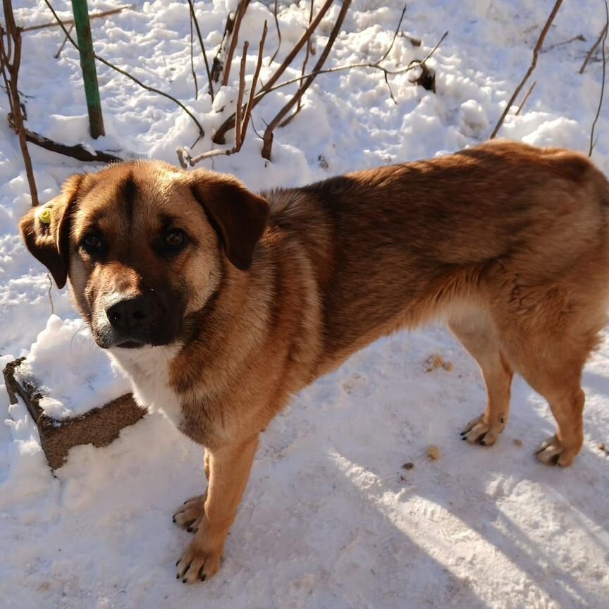 Стерильная девочка ищет дом