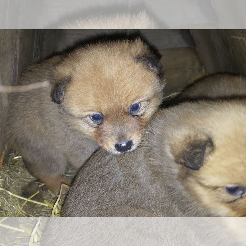 Лайка, щенок