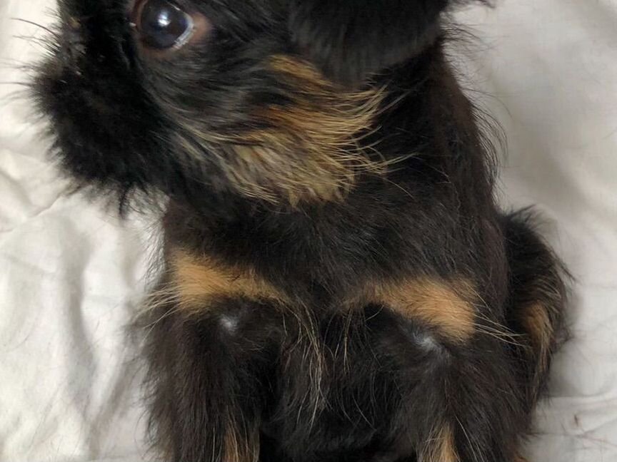 Бельгийский гриффон