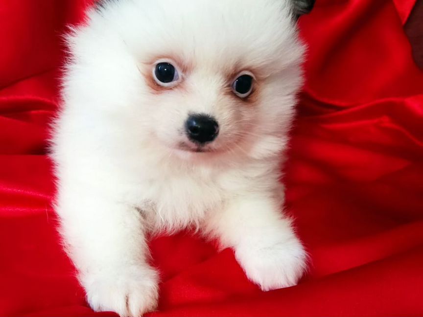 Бомбическая Девочка Шпиц