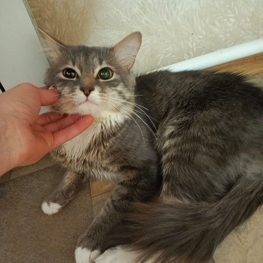 Бездомный котик ищет семью