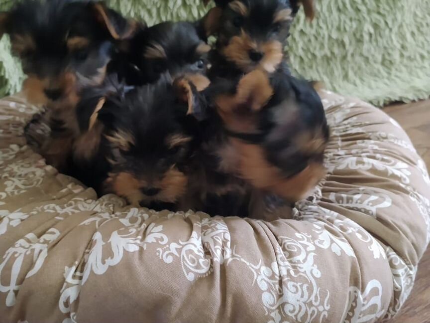 Девочка мини Йоркширский терьер