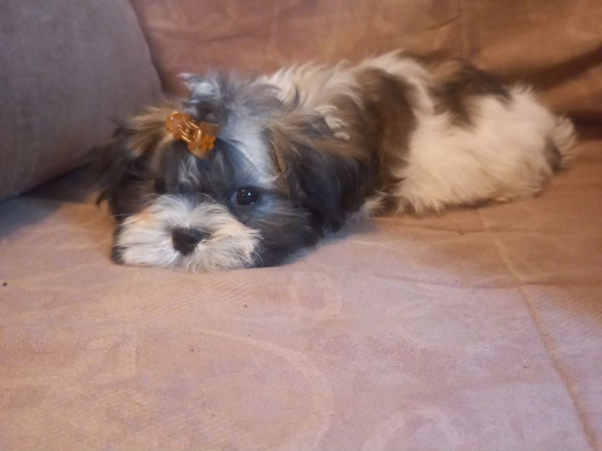 Дизайнерские щенки мальтиши