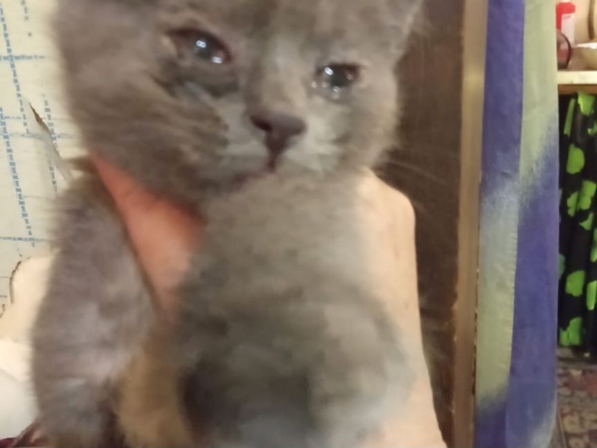 Кошка