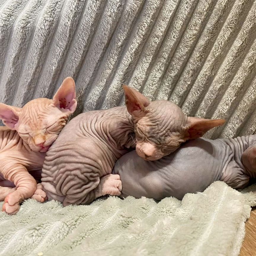 Котята донского сфинкса