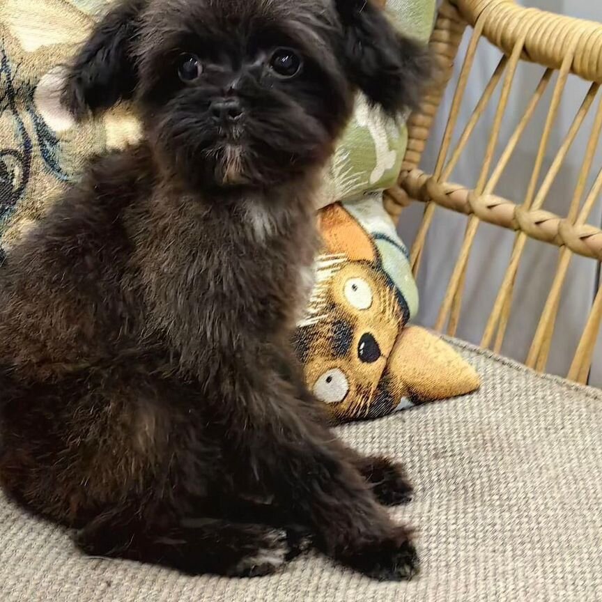 Дизайнерская собачка