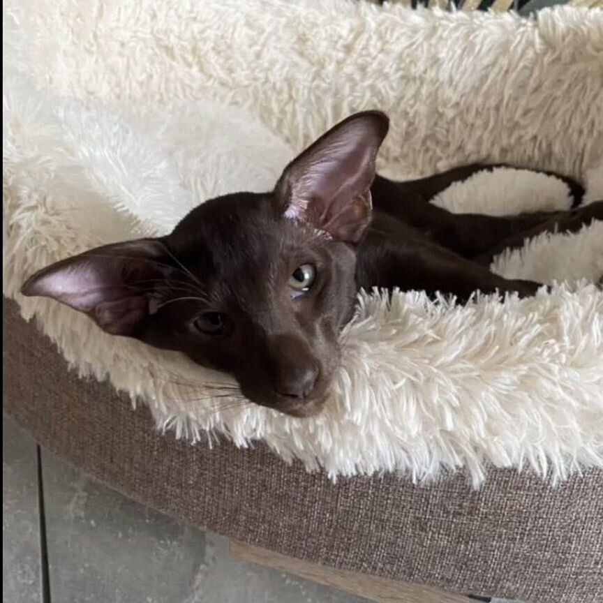 Ориентальный