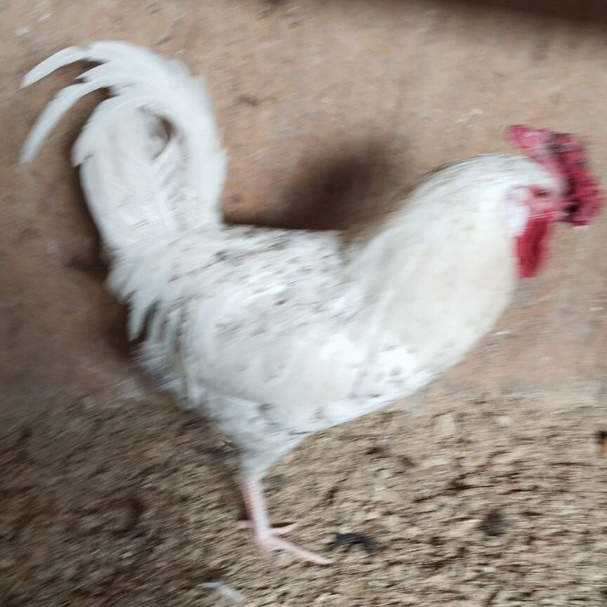 Петух породы Пушкинский