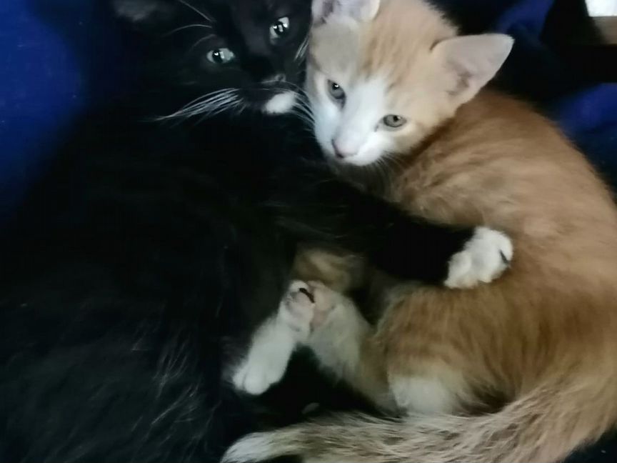 Очаровательные котята