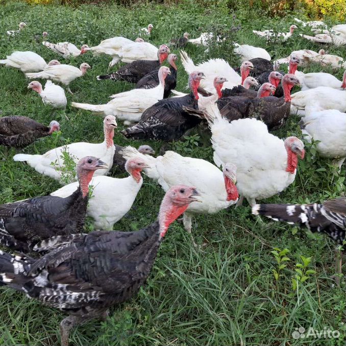 Индюшата подрошеные