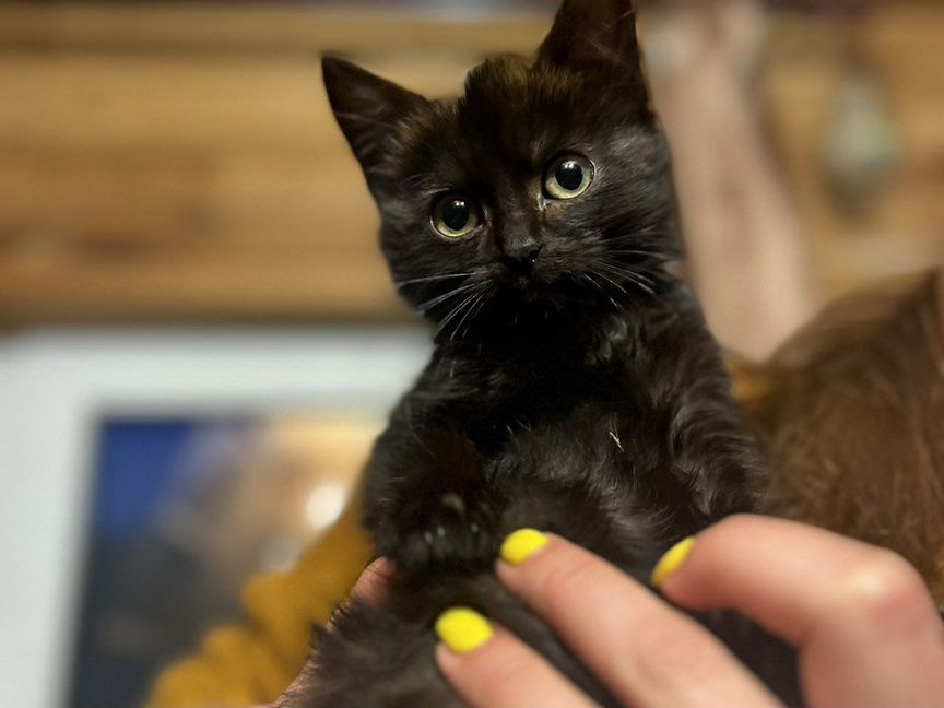 Продам Мурку