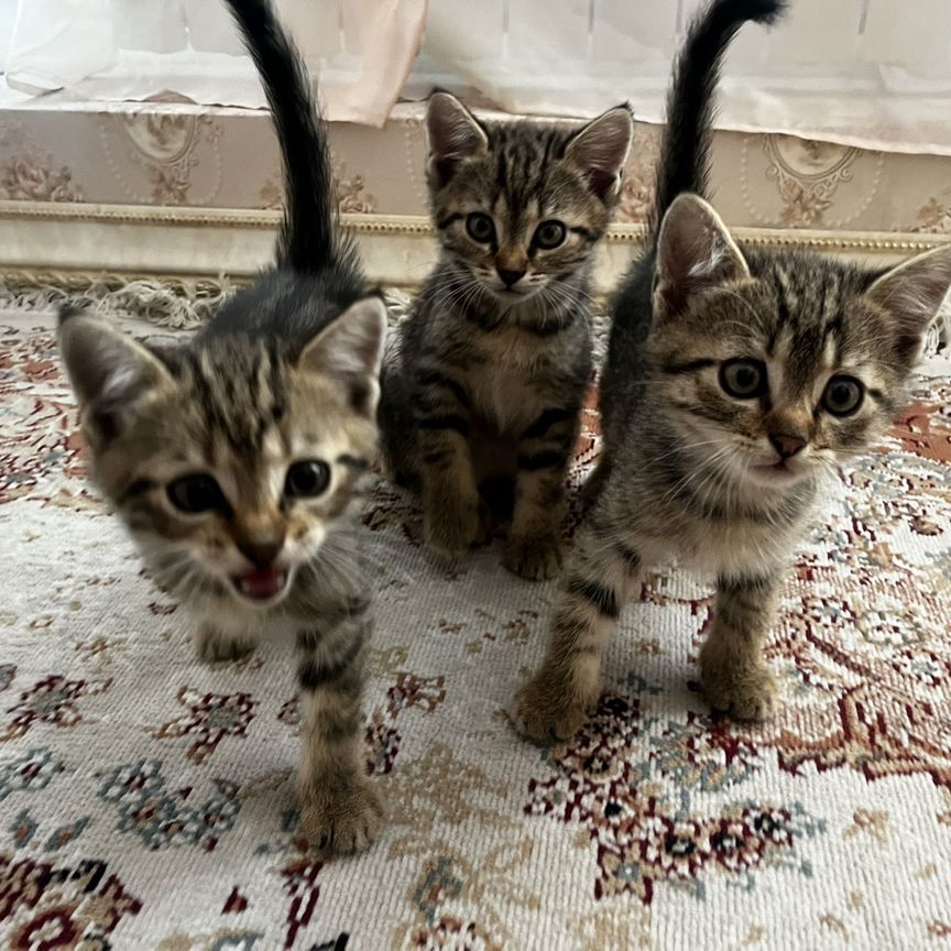 Котята в добрые руки