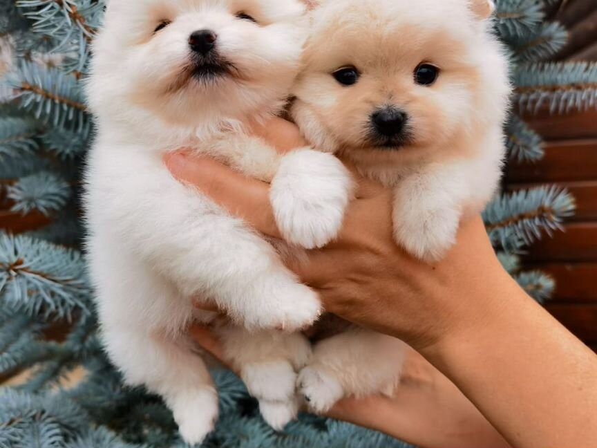 Белые шпицы мини мишки