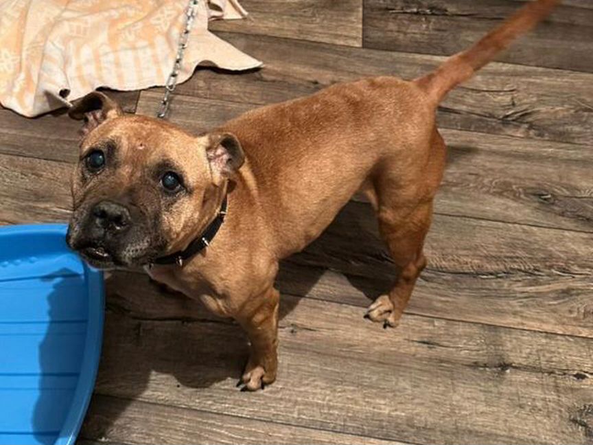 Отдам собачку в добрые руки в частный дом