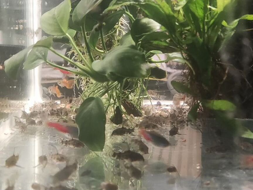 Сомик коридорас