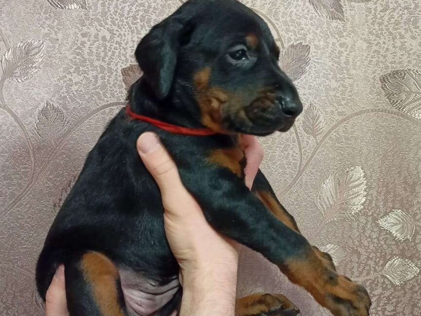 Добермана детки