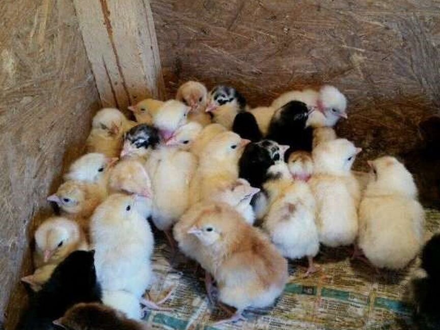 Цыплята, водоплавающие в Усть-Донецке