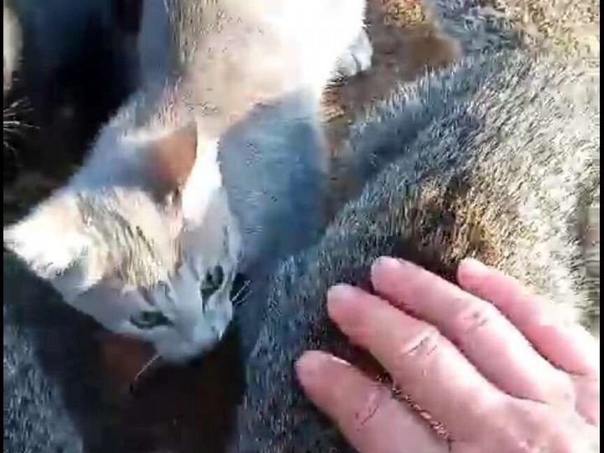 Котята брошенные на дачах