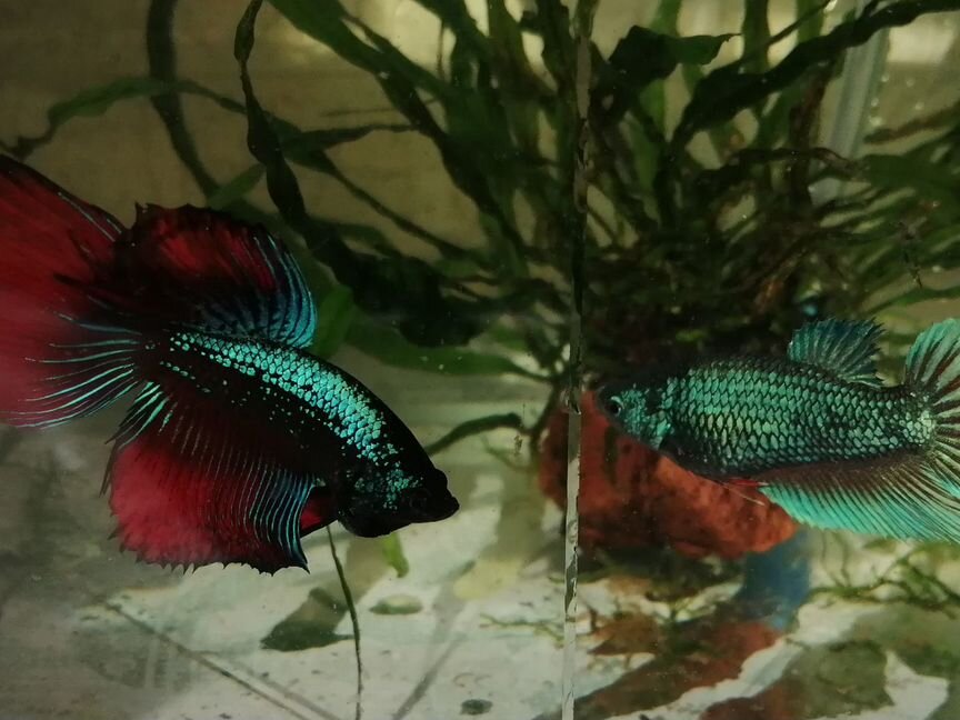 Аквариумные рыбки самка - петушка