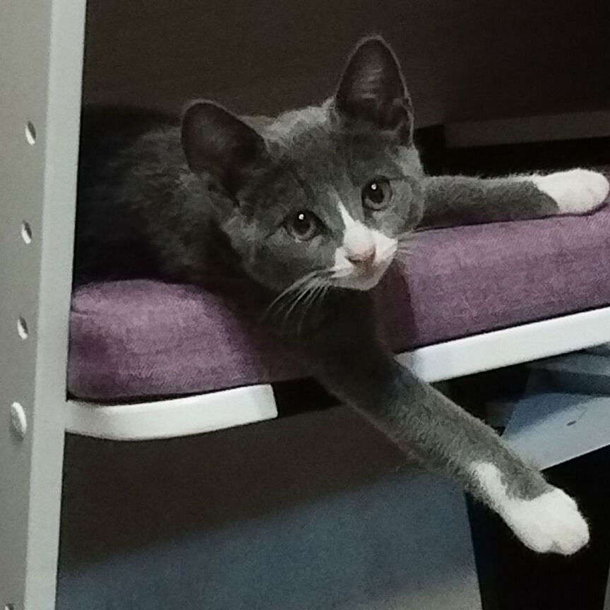 Кошечки умнички