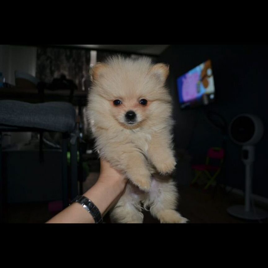 Померанский шпиц