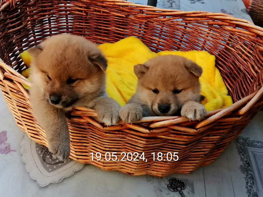 Щенки сиба ину