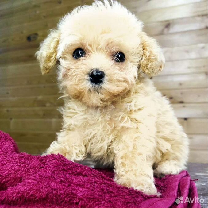 Нежный мальтипу mini F