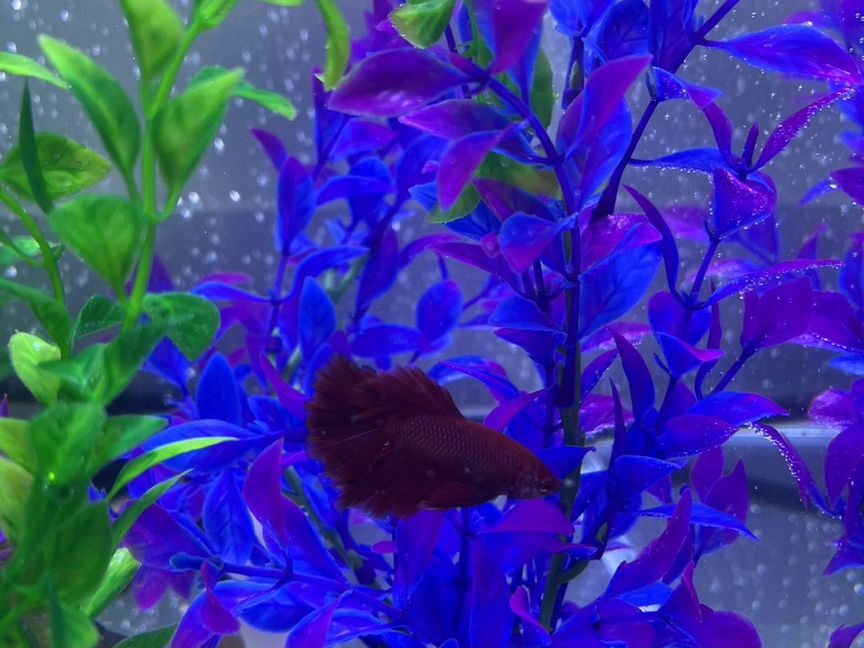 Рыбки петушки