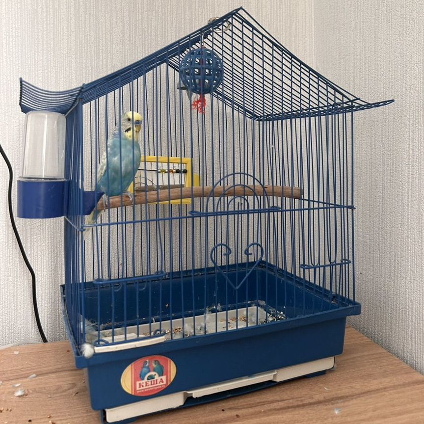 Волнистый попугай