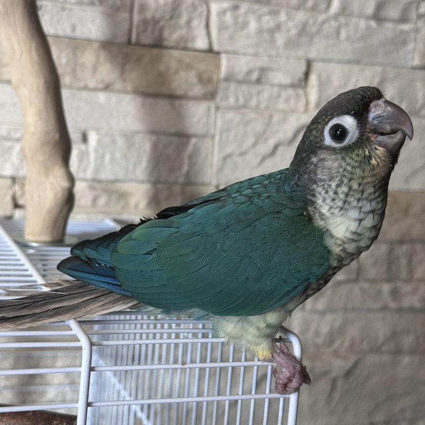 Попугай пиррура ручной (птенцы)