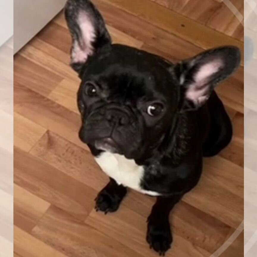 Французский бульдог, щенок