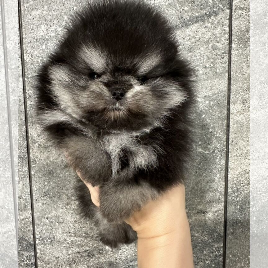 Померанский шпиц, щенок