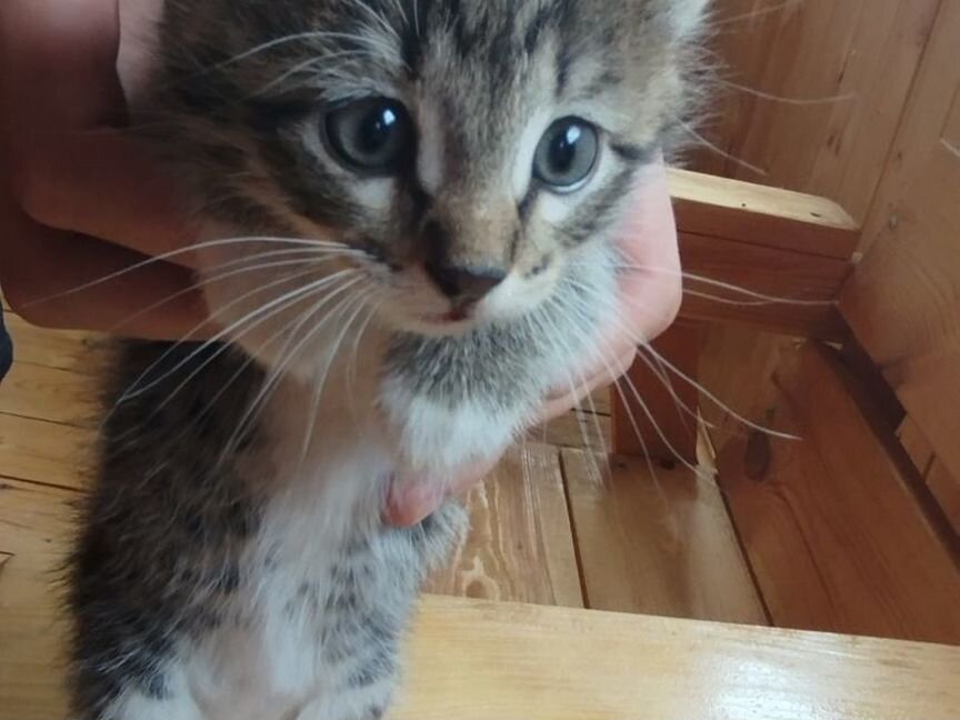 Отдам в добрые руки