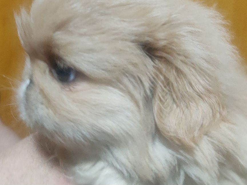 Королевский пекинес