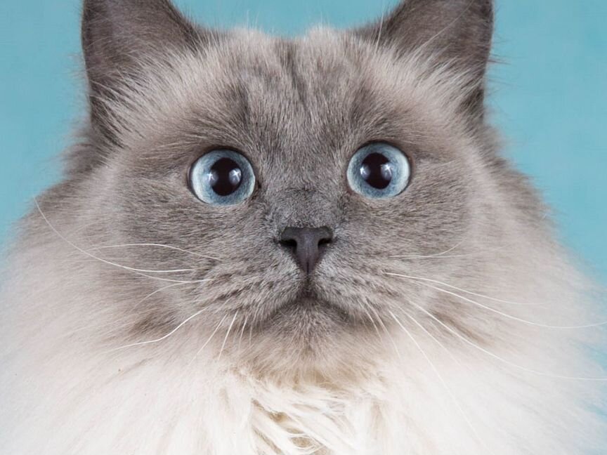 Нежная голубоглазая барышня в самые добрые руки