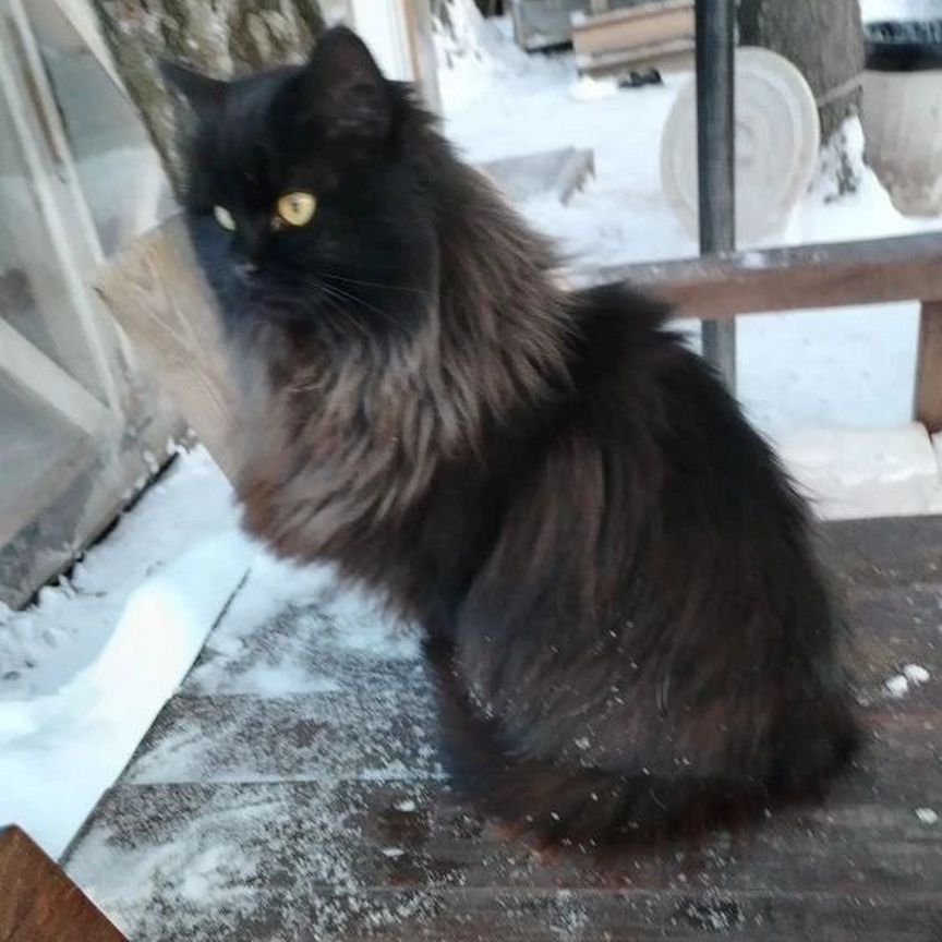 Взрослая, кошка в добрые руки