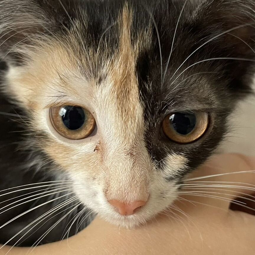 Котенок