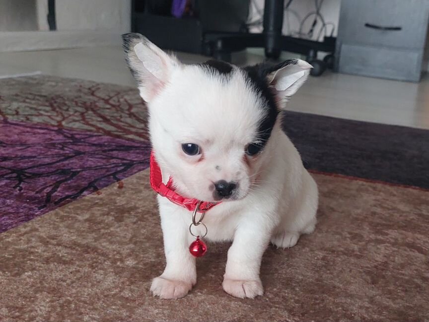 Чихуахуа мальчик