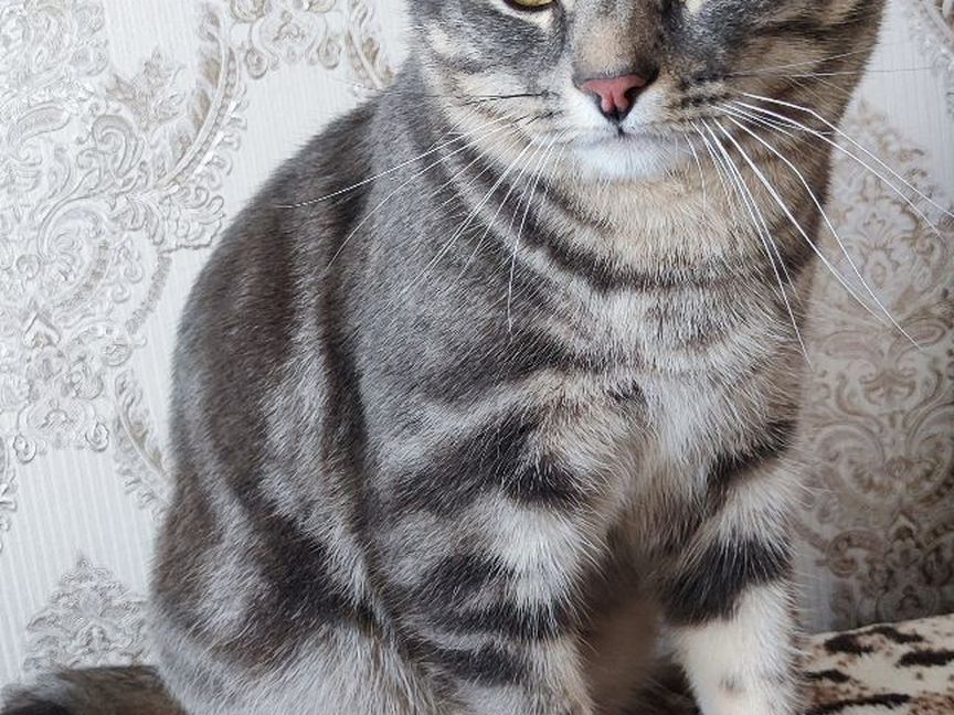Отдам кота в добрые руки