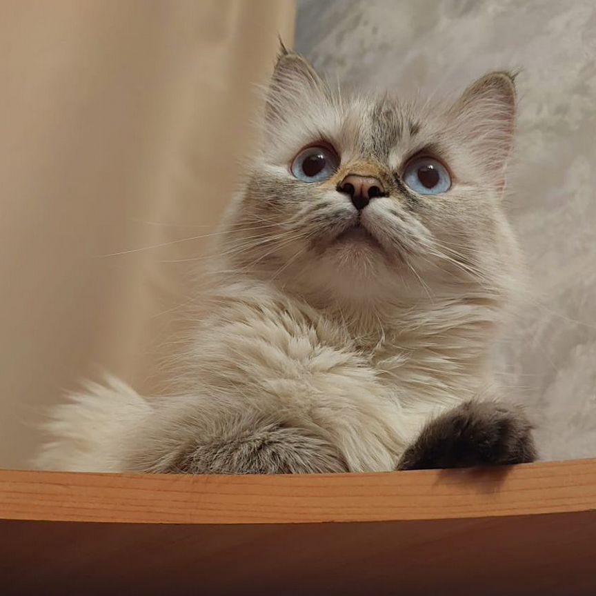 Отдам в добрые руки