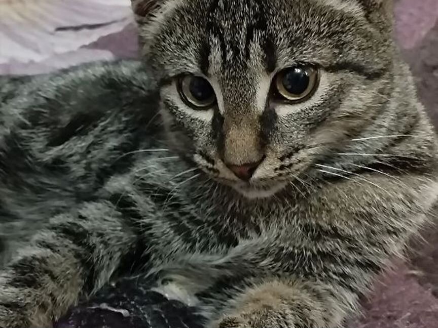 Котенок милый тигренок