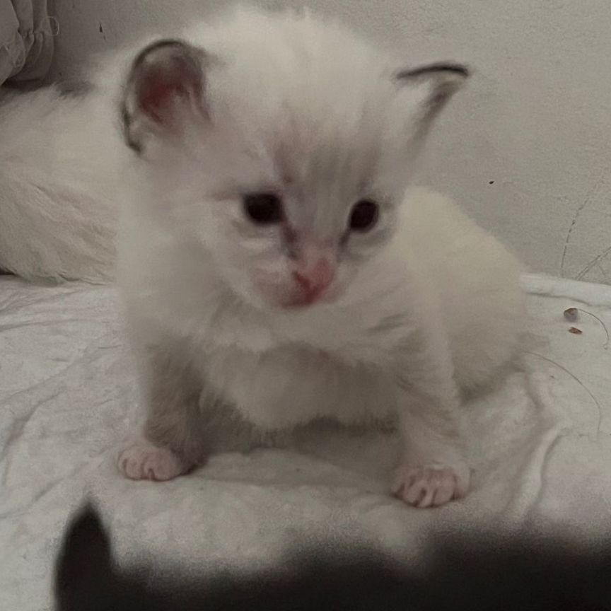 Невский маскарадный котёнок