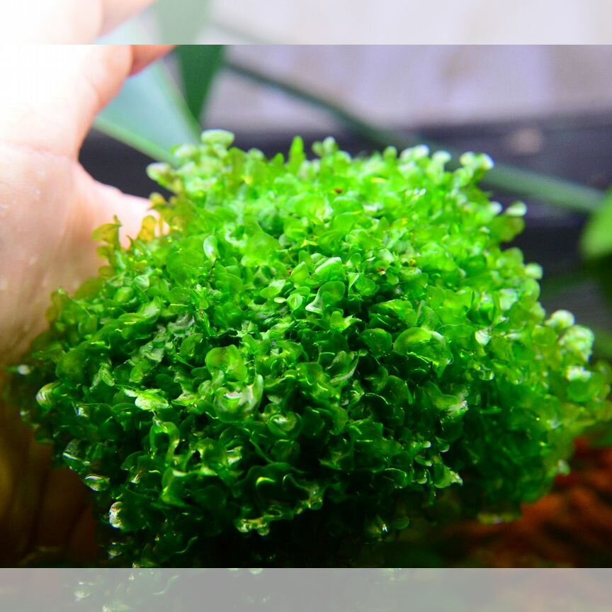 Мох Ломариопсис линеата