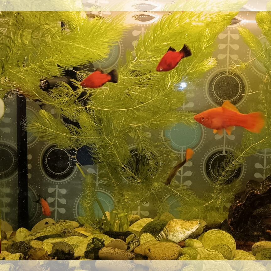 Меченосцы и пецилии