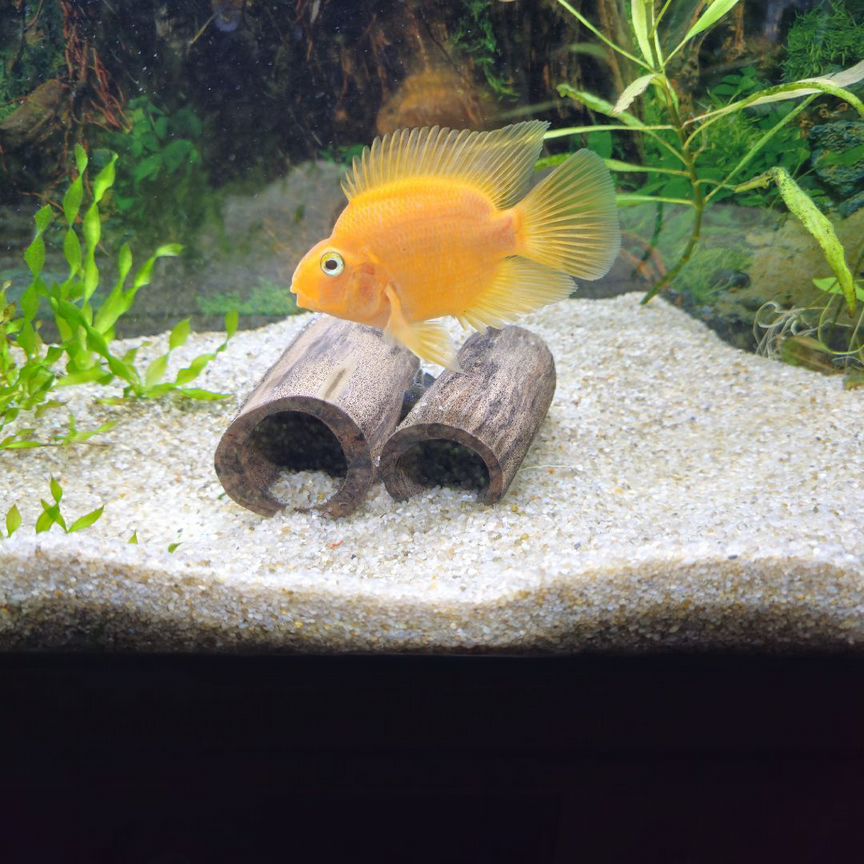 Рыба попугай жёлтый